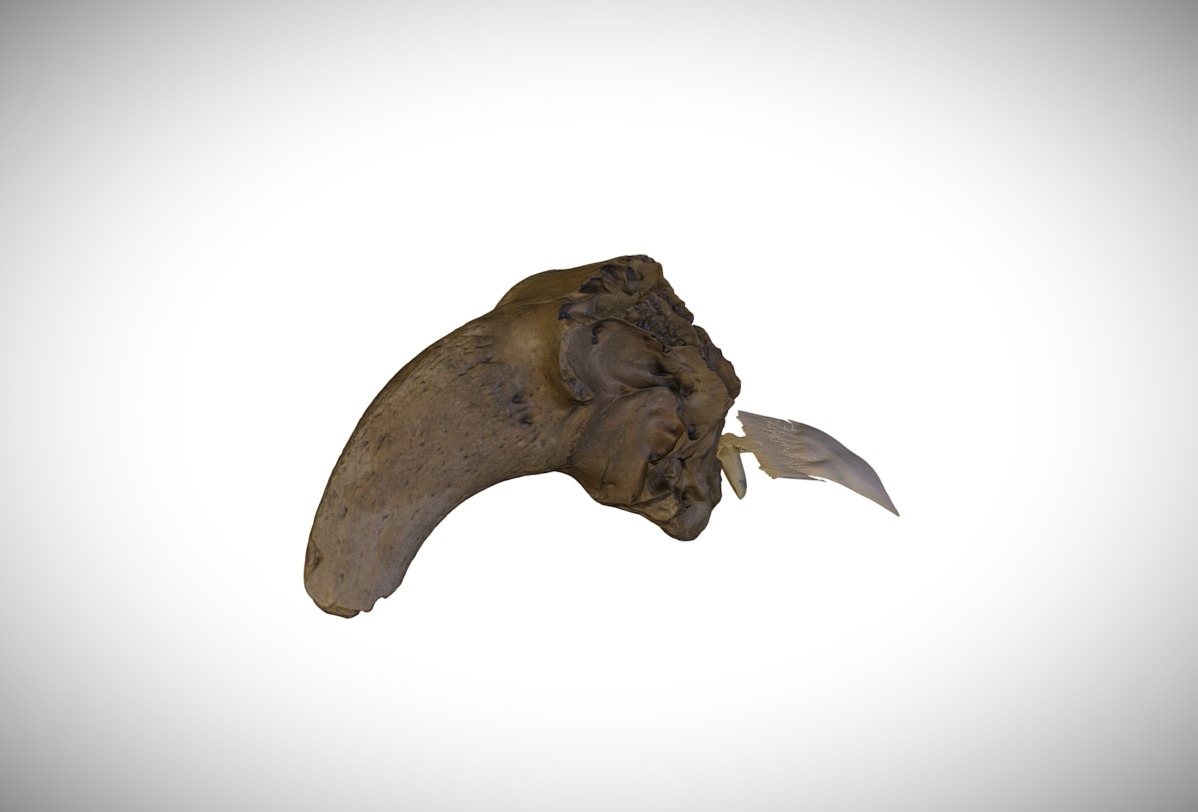 Gobi argali / CAS:MAM:11724 - 3D model by California Academy of ...