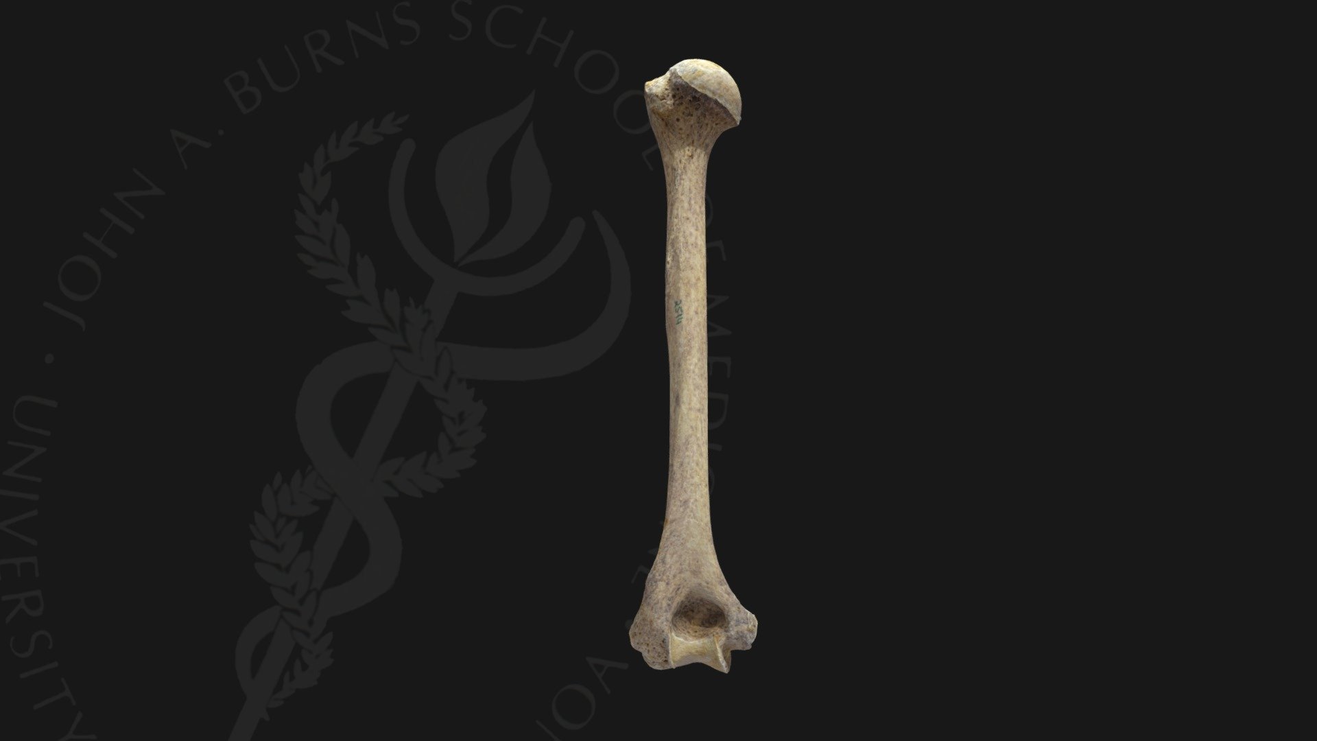 2514-L-humerus - 3D model by John A Burns School of Medicine (@jabsom ...