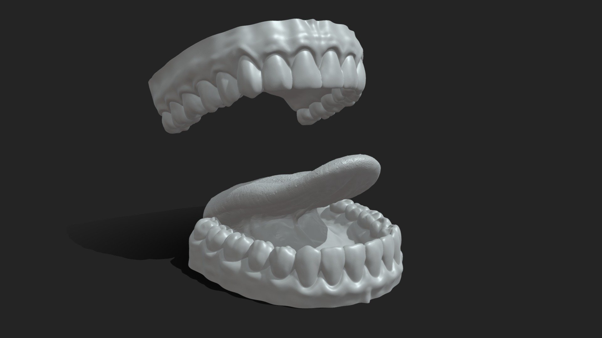 Dental Anatomy - 3D model by SA Anatomy (@saanatomy) [d9b3ff0] - Sketchfab