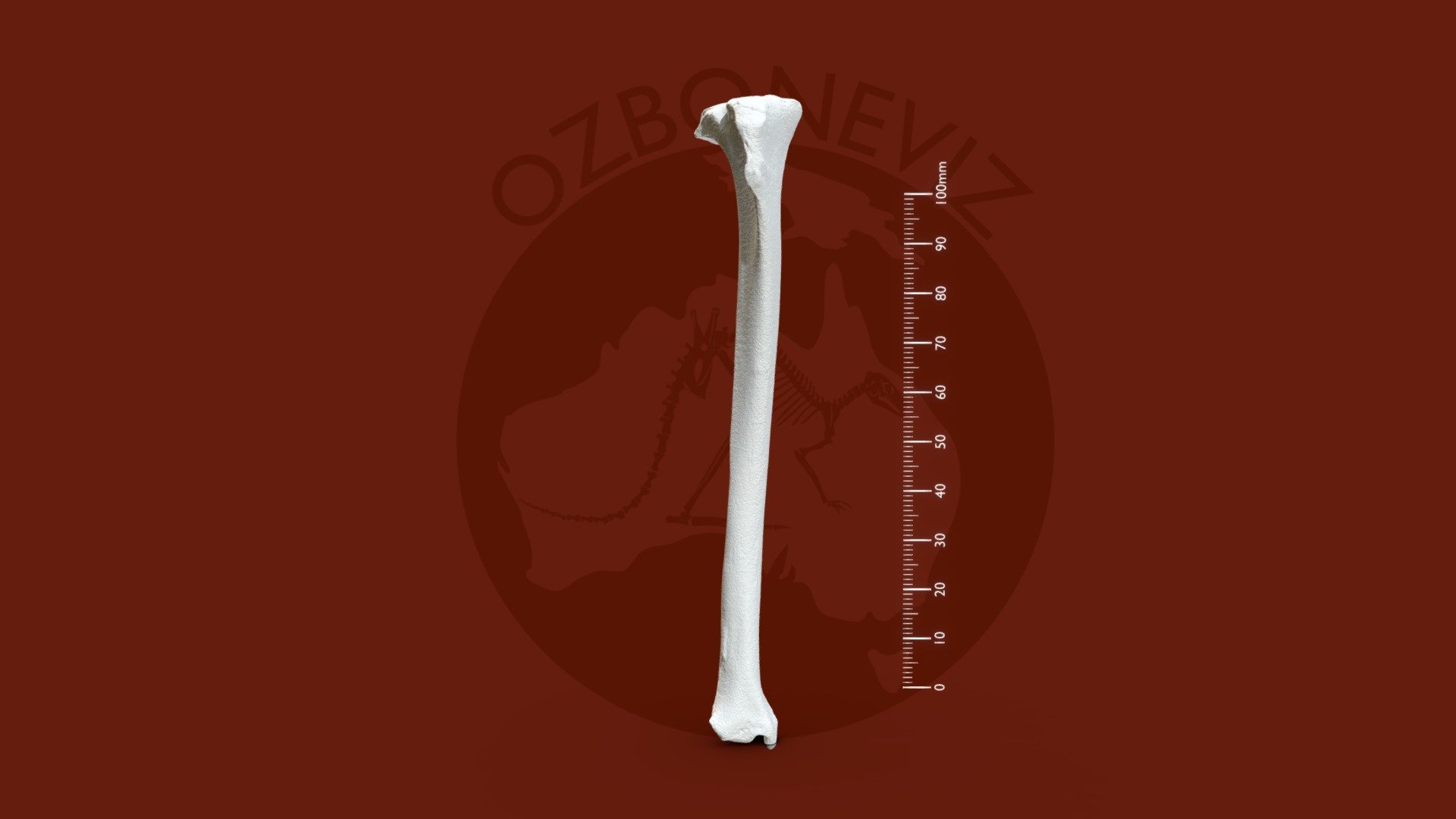 Red fox tibia - 3D model by Ozboneviz [d9b8b43] - Sketchfab