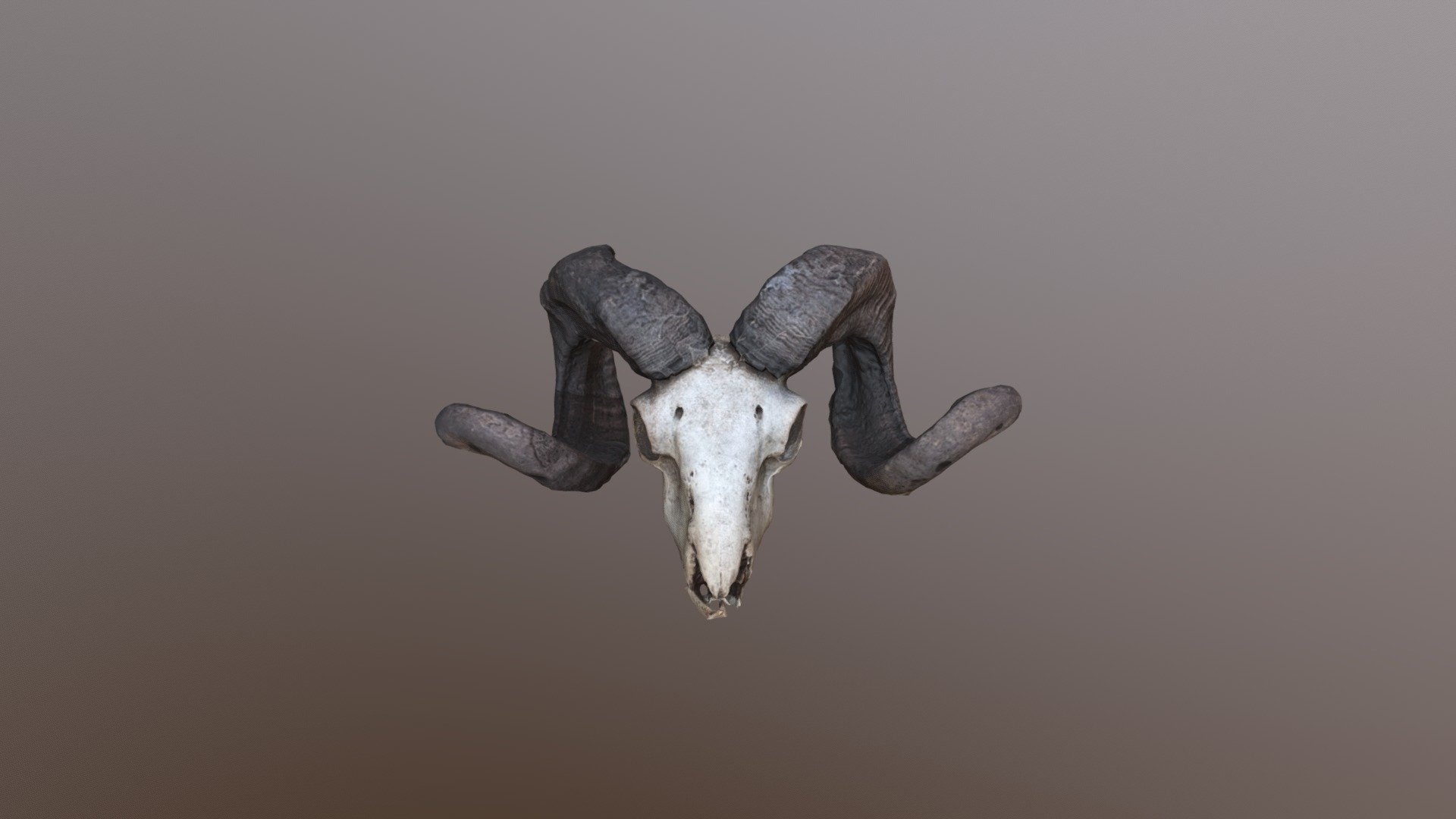Ram Skull - 3D model by Daniel Olaizola (@dolaizola) [d9bb2f7] - Sketchfab