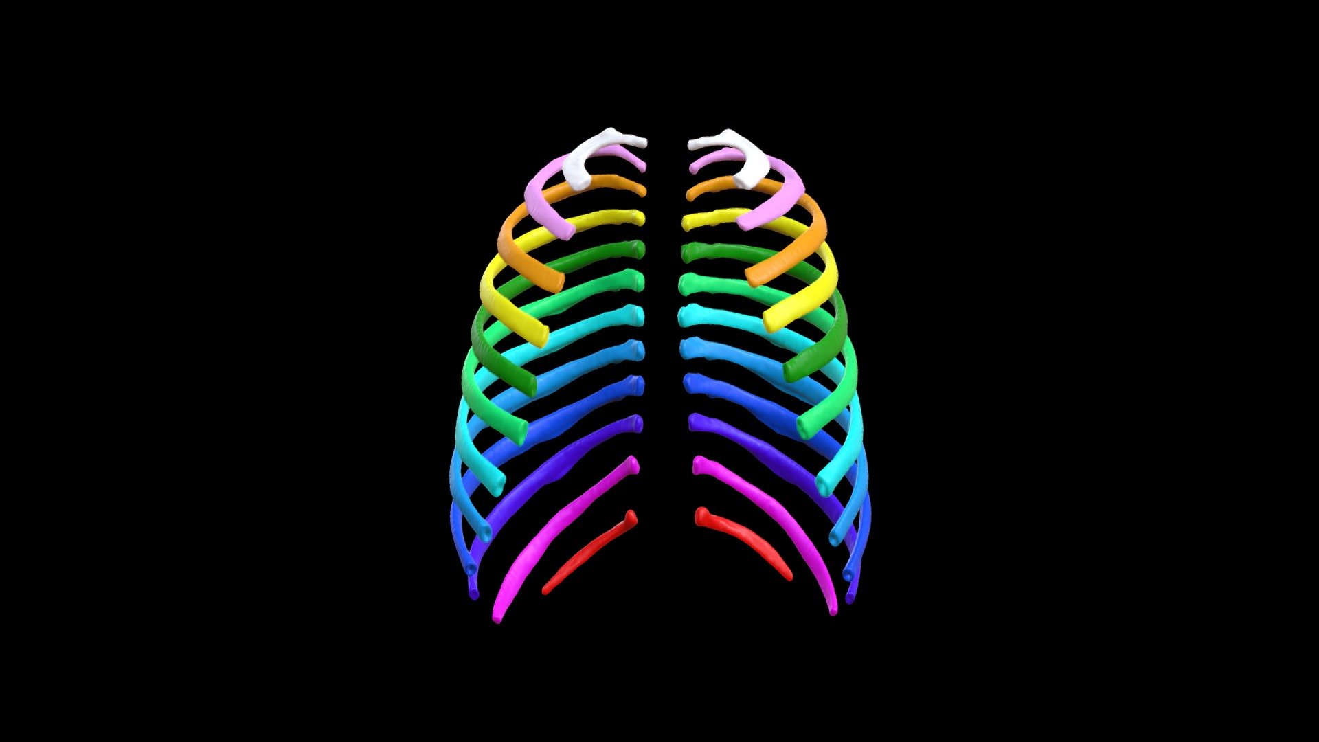 Ribs Opening Laterally - 3D model by Terrie Simmons-Ehrhardt ...