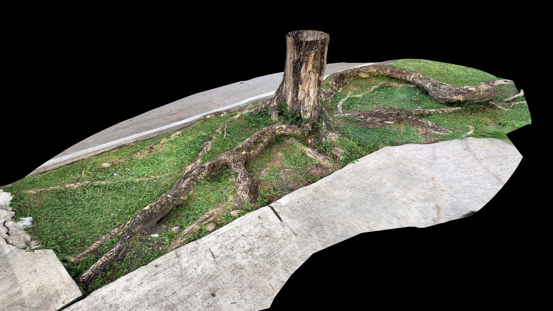 Raintree Surface Roots 1 (Scaniverse) - Download Free 3D model by JFN ...