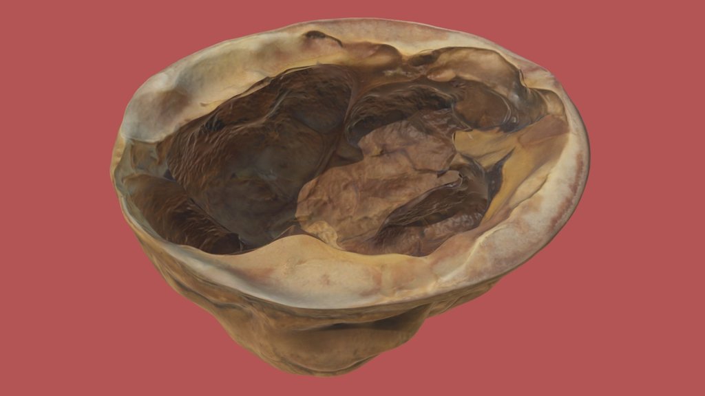 Walnut Shell A - 3D model by Fabian Schempp (@fabianschempp) [d9be375 ...