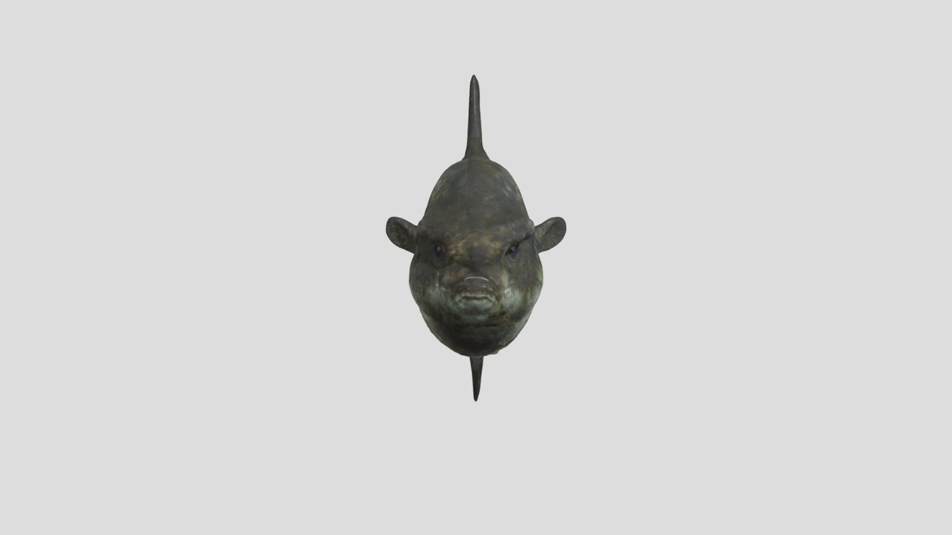 Giant Sunfish - Download Free 3D model by Yoshi2024 (@Zazuyoshi ...