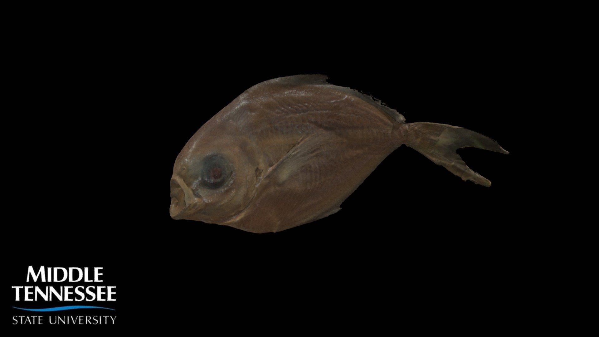 butterfish - Peprilus sp. - Download Free 3D model by MTSUichthyology ...