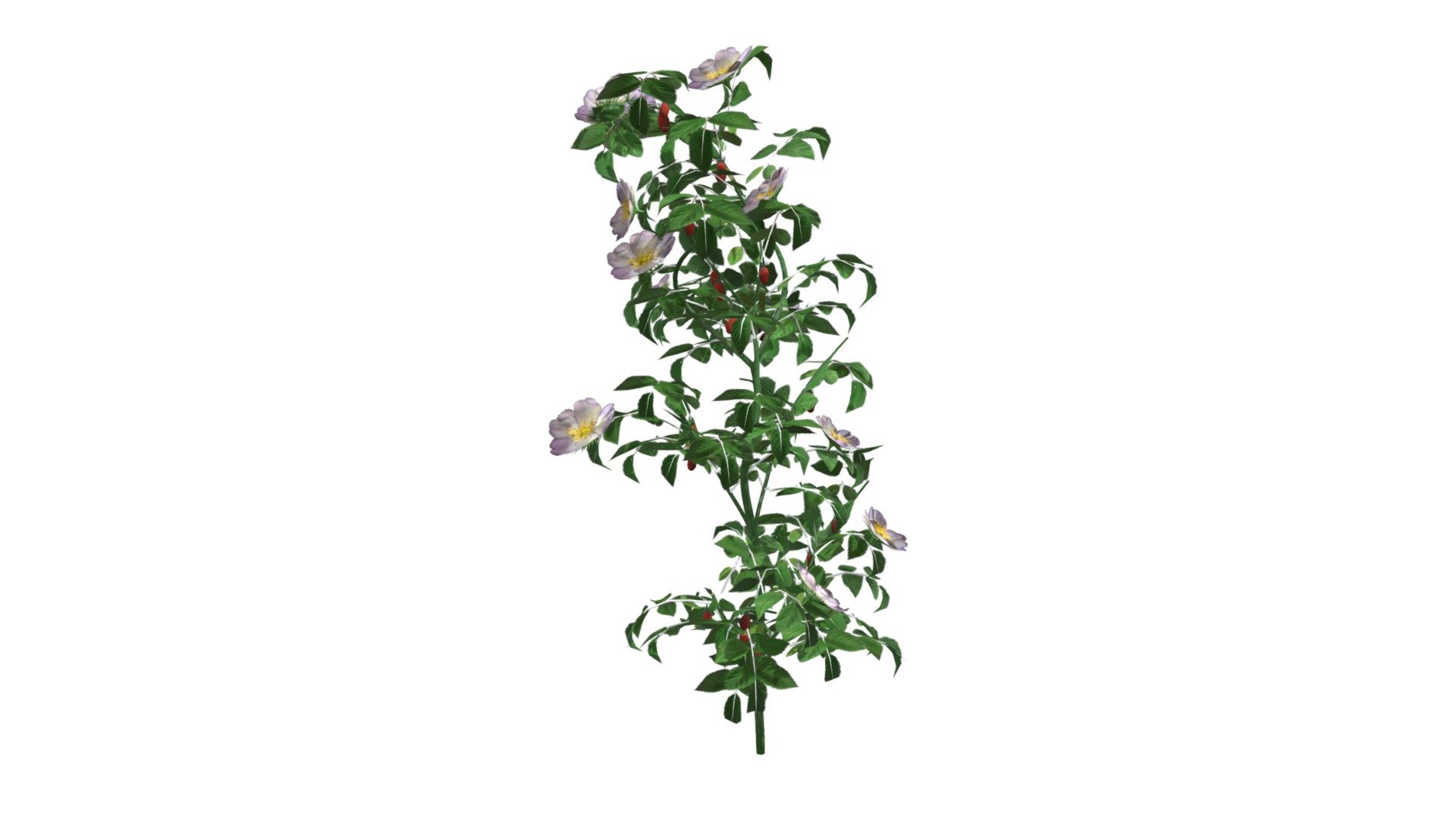 Dog Rose Flower #10 - Buy Royalty Free 3D model by meshshape [d9c5286 ...