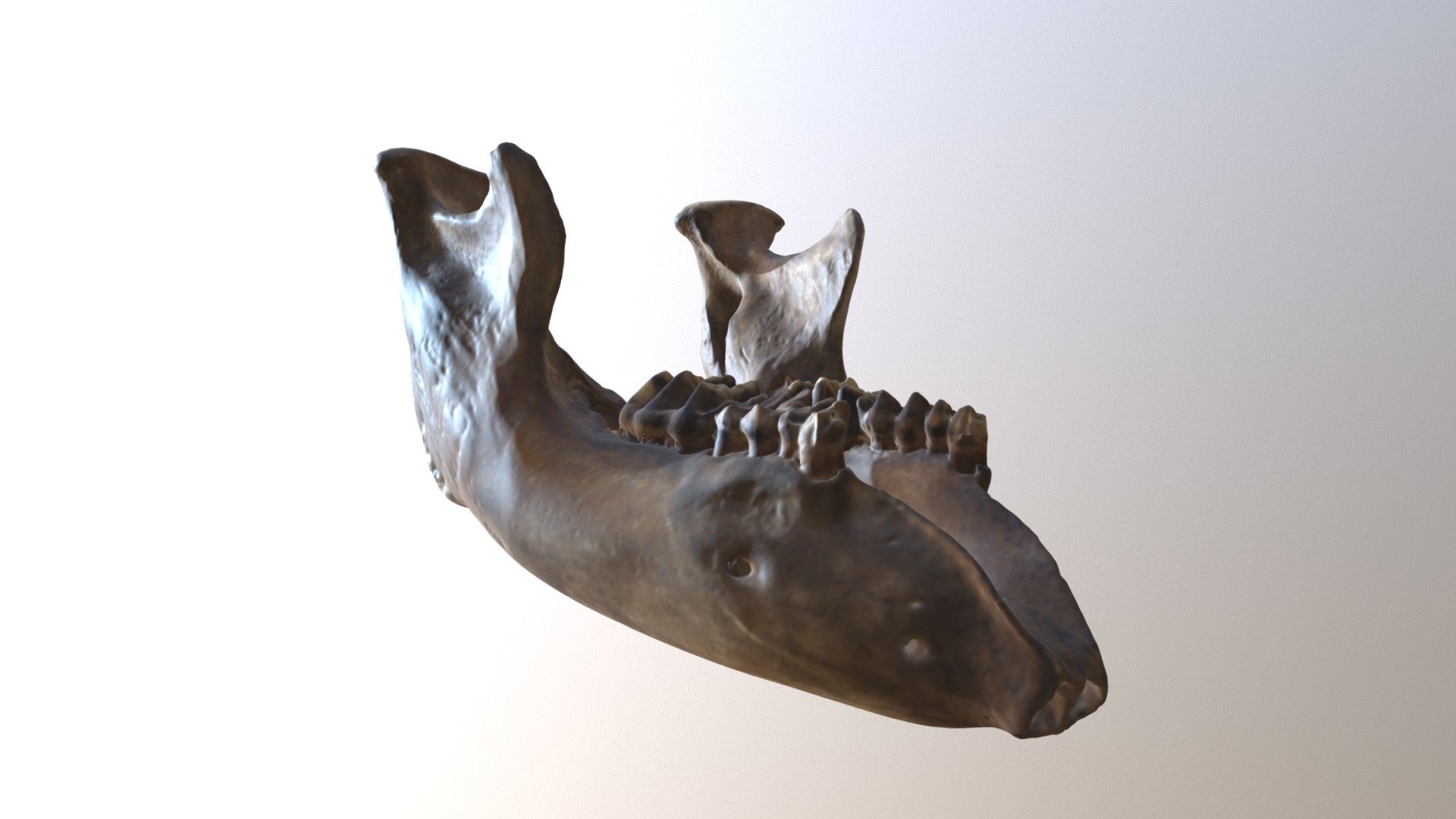 Baby Mastodon Mandible (VCU_3D_3209) - 3D model by Virtual Curation Lab ...