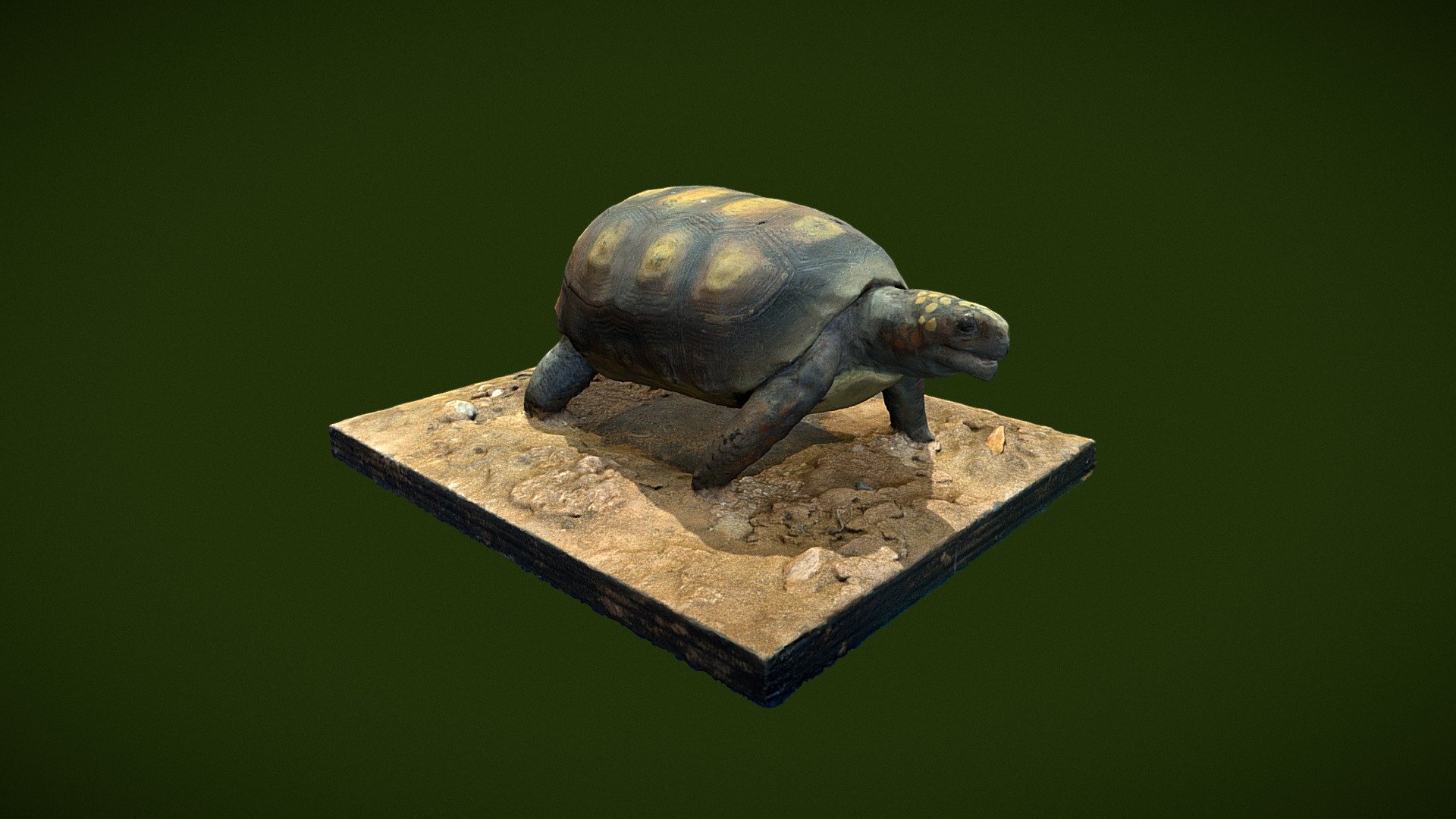 Tortue - 3D model by Canopée des Sciences (@parmentier) [d9c96d7 ...