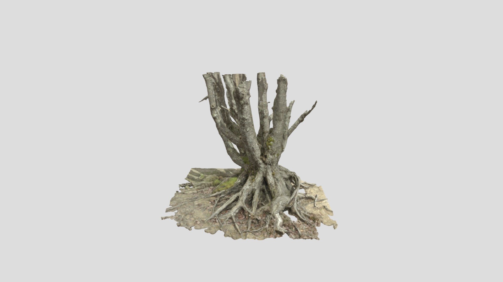 Old Tree 1 High - Buy Royalty Free 3D model by Hardform3d [d9cb443 ...