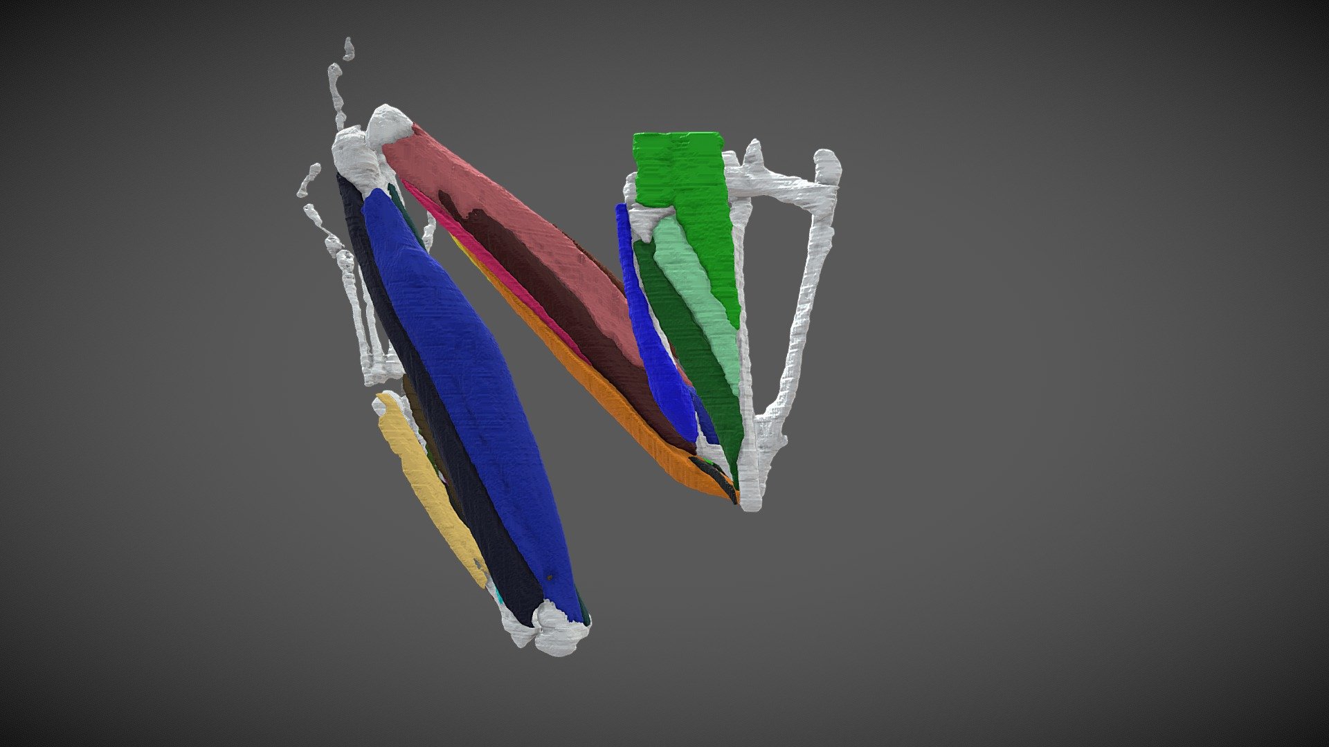Hyperolius ocellatus - diceCT frog - 3D model by Leavey Lab (@aleavey ...