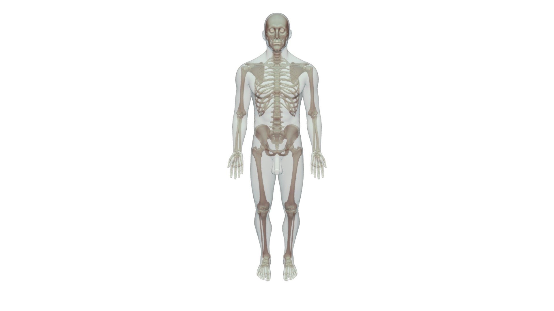 Male Test - 3D model by Medi-Mation [d9cf1f4] - Sketchfab