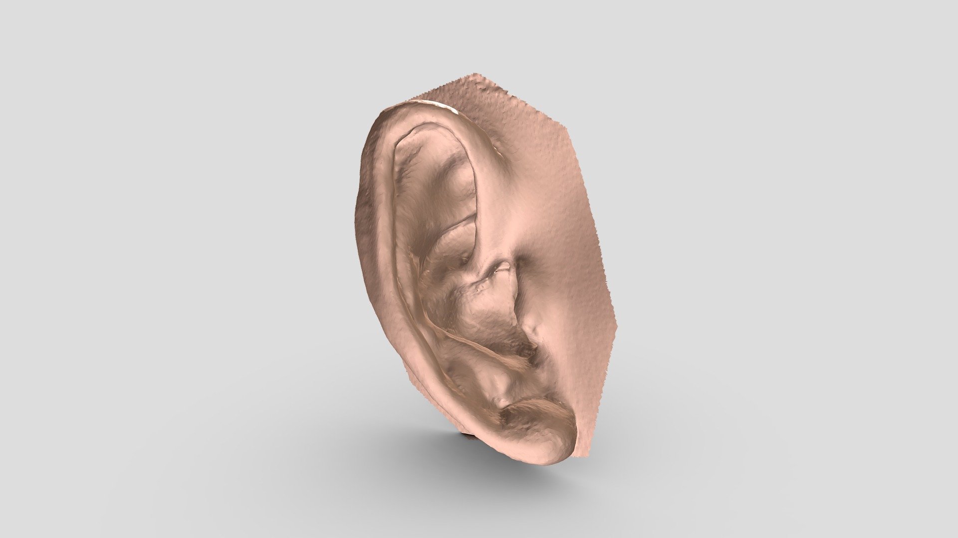 Ear - 3D model by Diana Liu (@Diana123456) [d9d1a5c] - Sketchfab