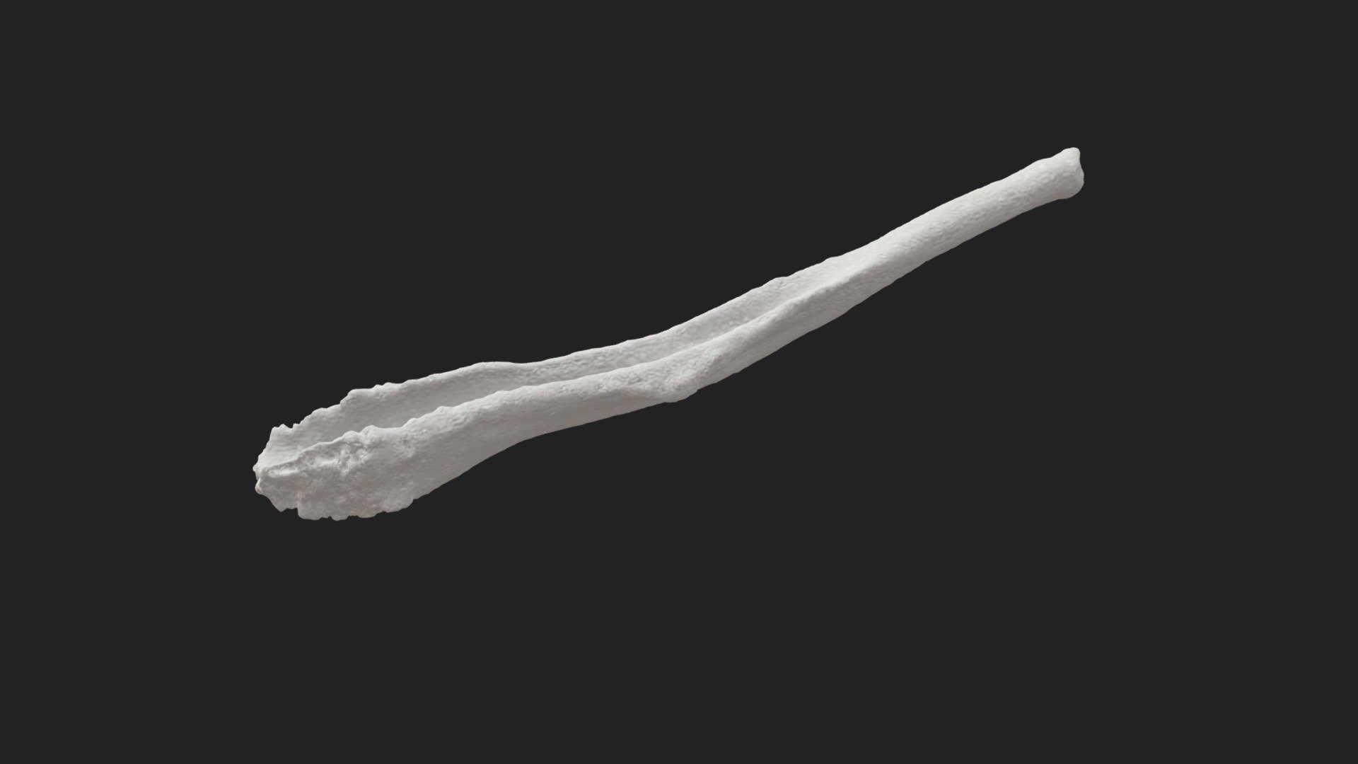 baculum (os penis) male dog - Download Free 3D model by vetanatMunich ...