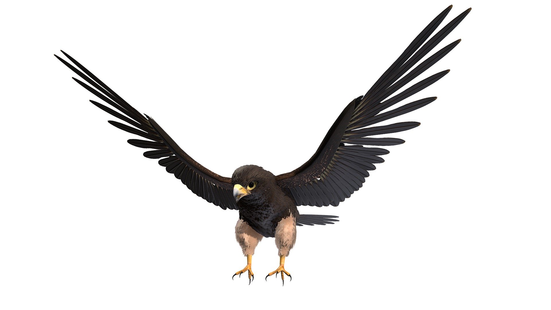Rigged Peregrine Falcon Bird of Prey - Buy Royalty Free 3D model by ...