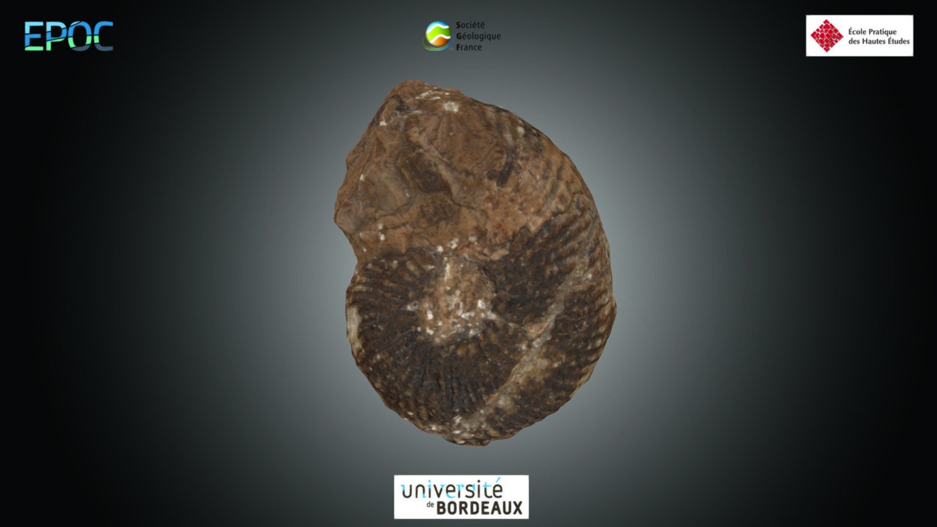 Ammonoïde - Trachyceras - Download Free 3D model by Société Géologique ...