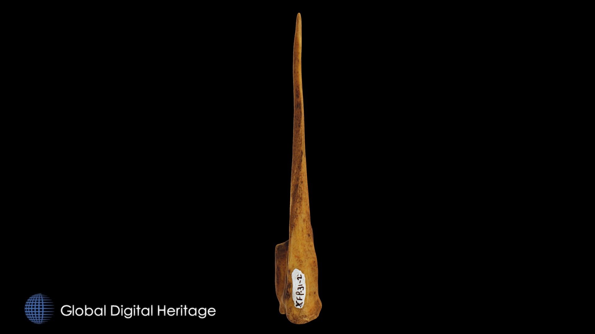 XFP-031 Bird Bone Awl, Sanak Island, Alaska - Download Free 3D model by ...