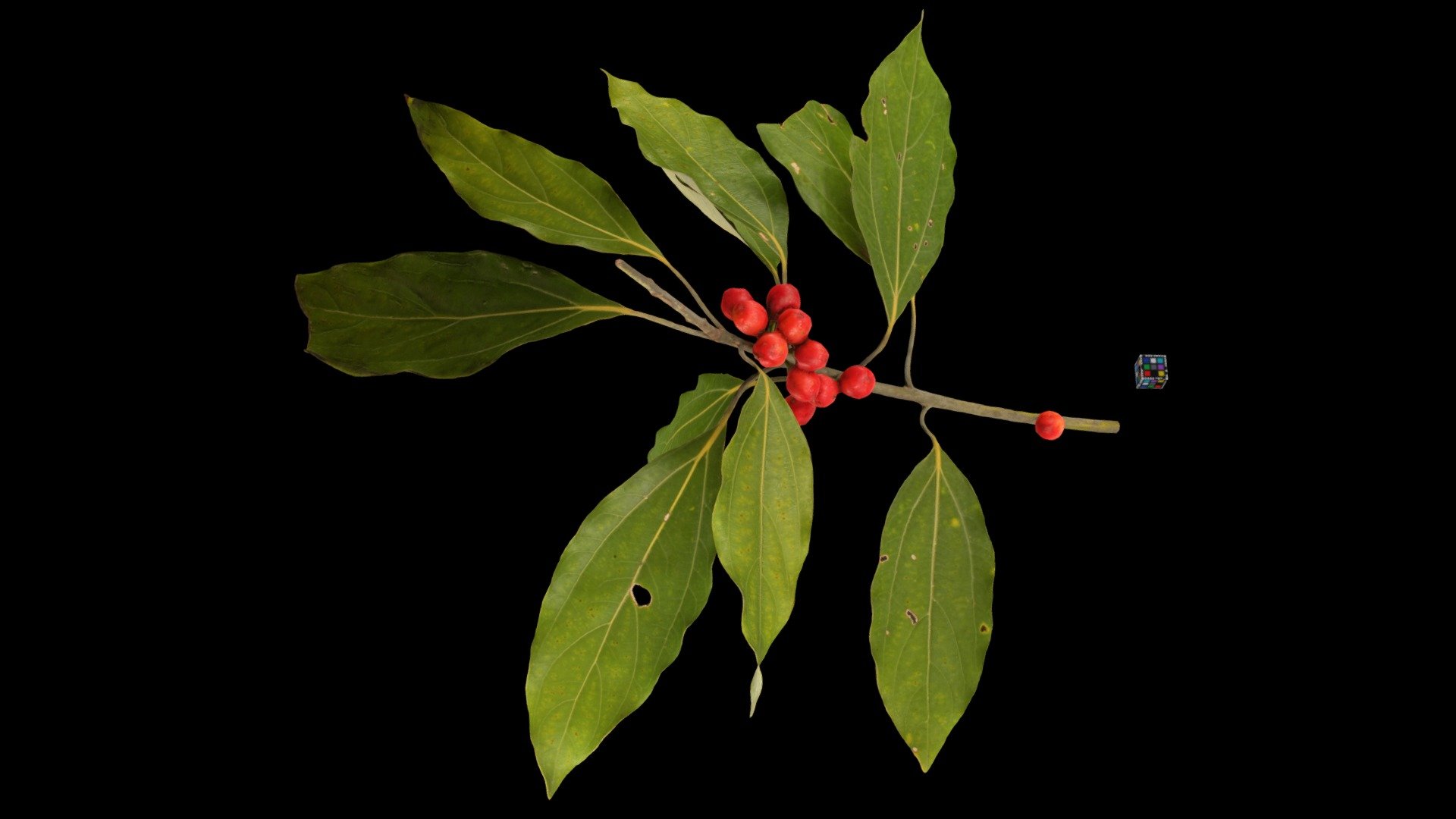 CC0 シロダモ Japanese Silver Tree, N. sericea - Download Free 3D model by ...