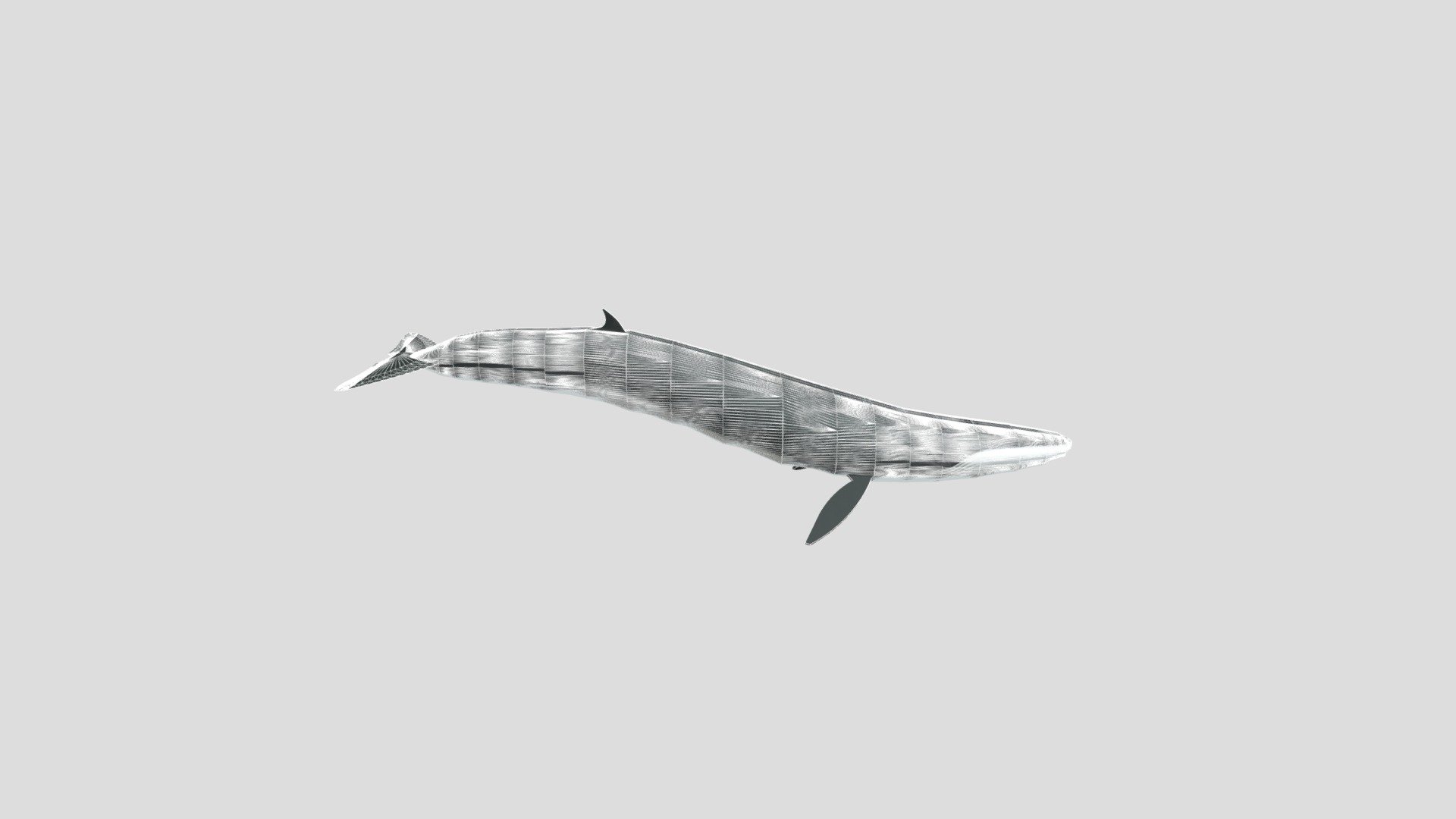 fin+whale+Balaenoptera+physalus+STOP+RACIAL+AND+ - Download Free 3D ...