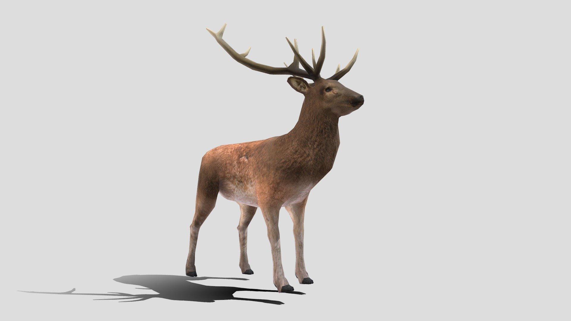 STAG2 - 3D model by Farago [d9e7198] - Sketchfab