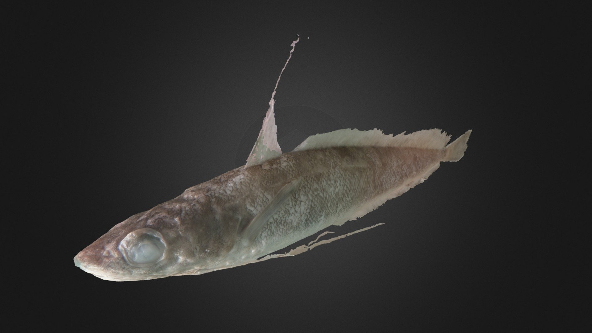 Red Hake - 3D model by Amy Scott-Murray (@amyscottmurray) [d9e8b6c ...