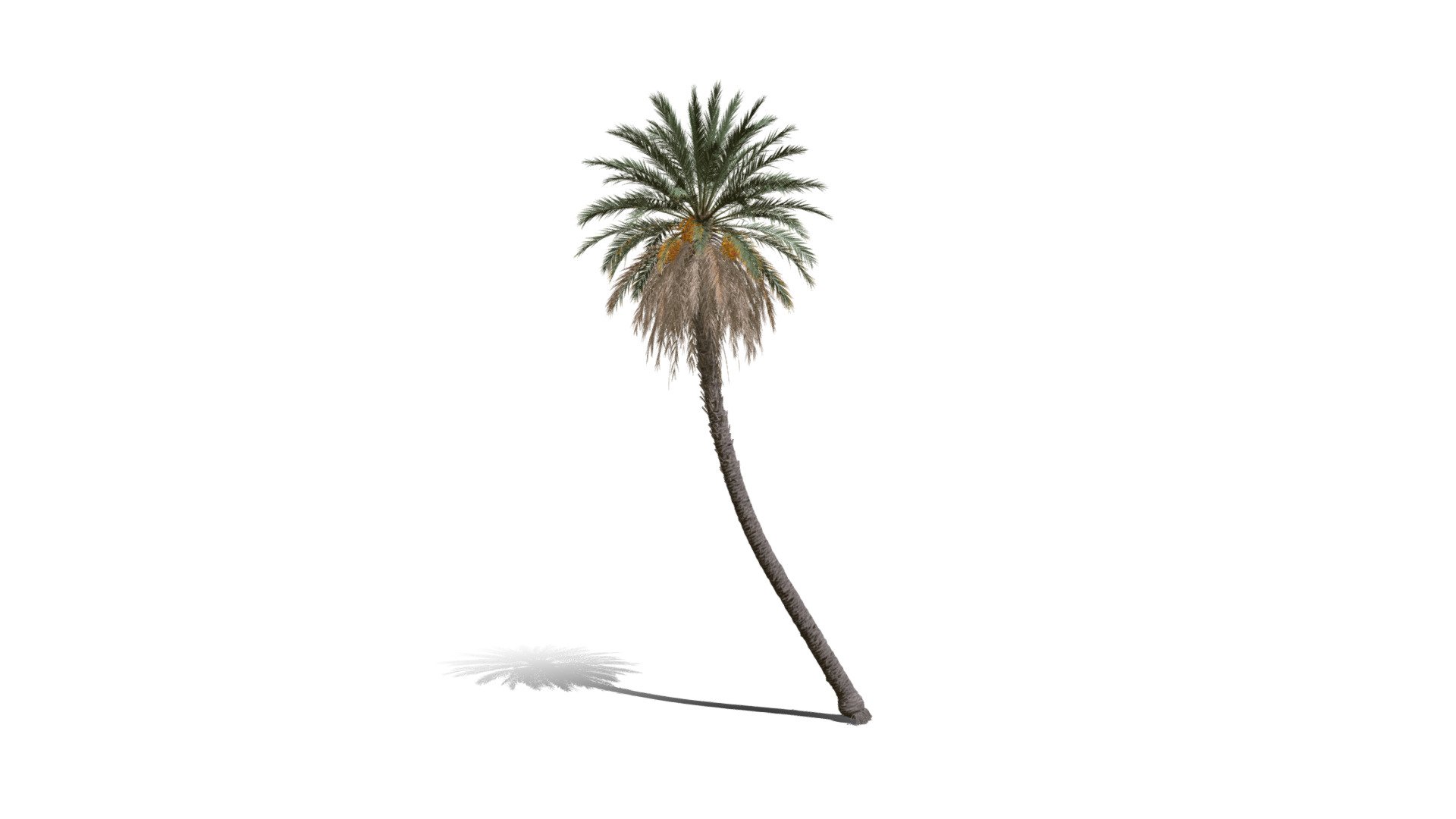 Realistic HD Date palm (23/78) - Buy Royalty Free 3D model by ...