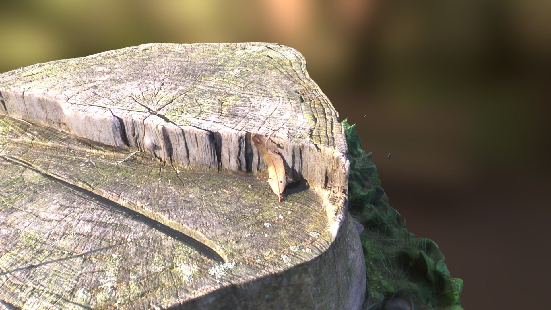 Tree scan - 3D model by uCreateStudio [d9eda62] - Sketchfab