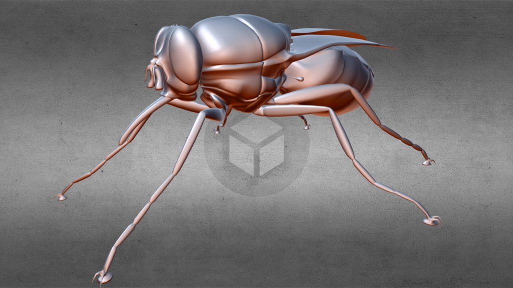 Tsetse Fly 3-8-2016 - 3D model by attardog [d9ef8ee] - Sketchfab