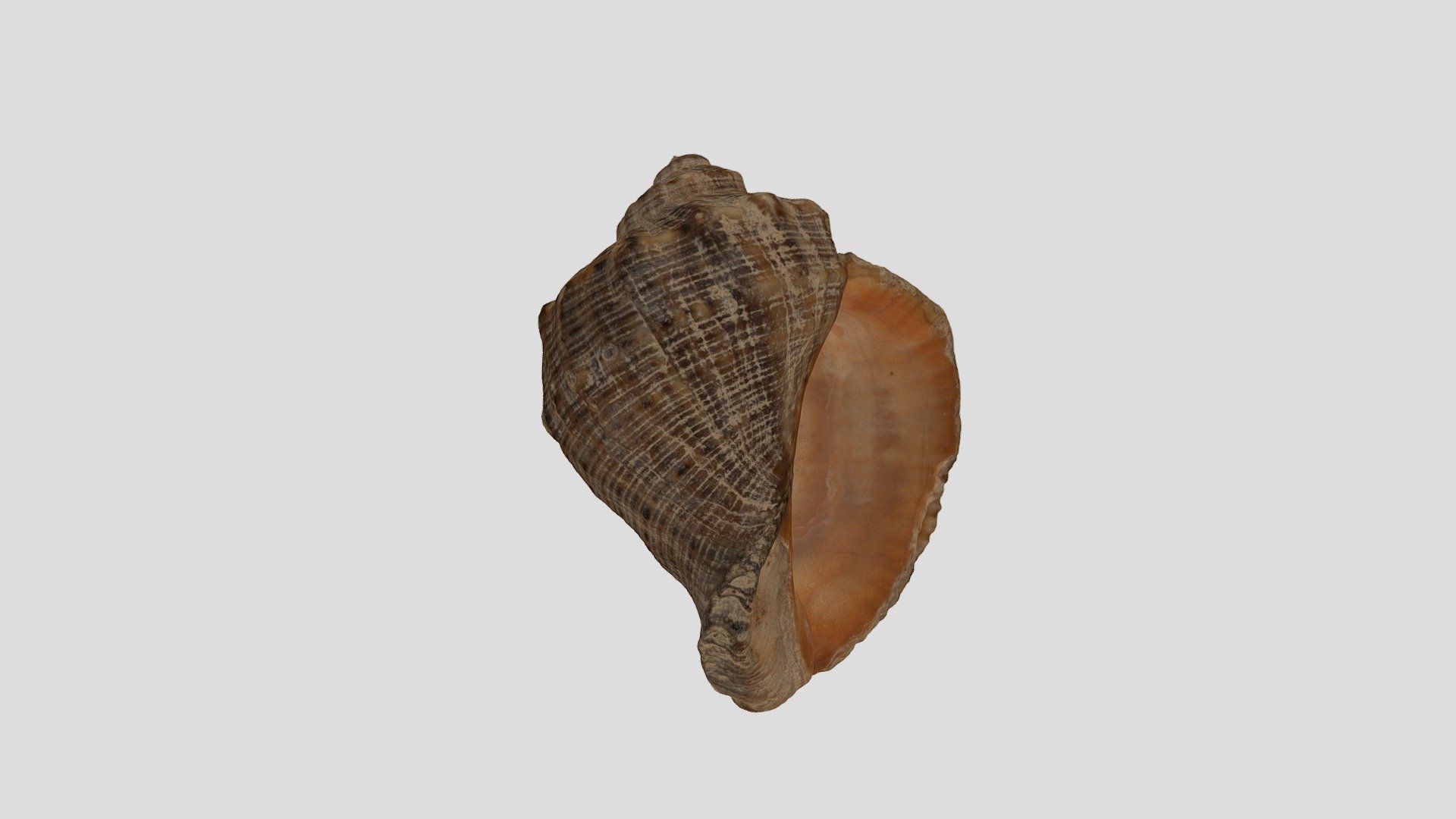 Seashell - Download Free 3D model by Andrei Loghin (@andrei3d) [d9f0271 ...