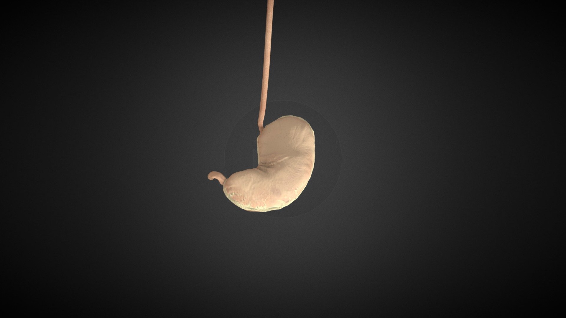 Human stomach - 3D model by JonnaPestrea [d9f0492] - Sketchfab