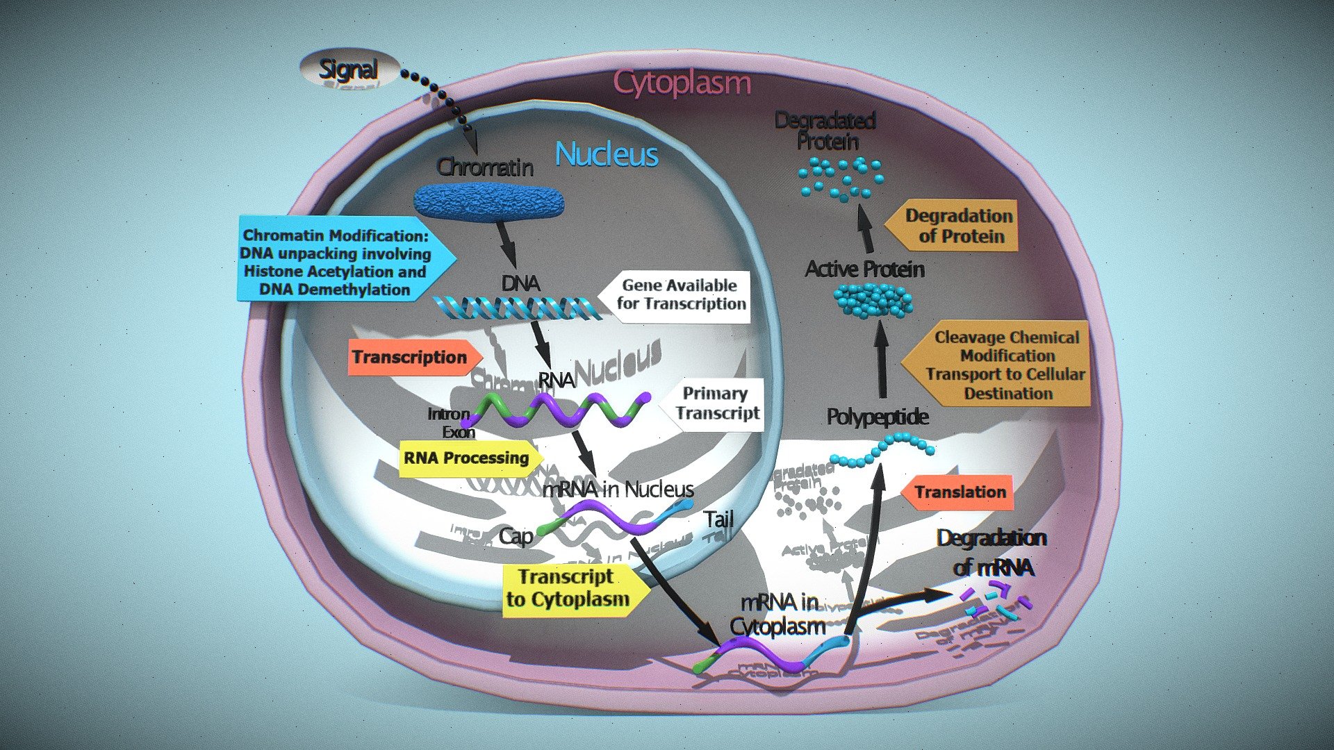 Regulation of Gene Expression - Download Free 3D model by arloopa ...