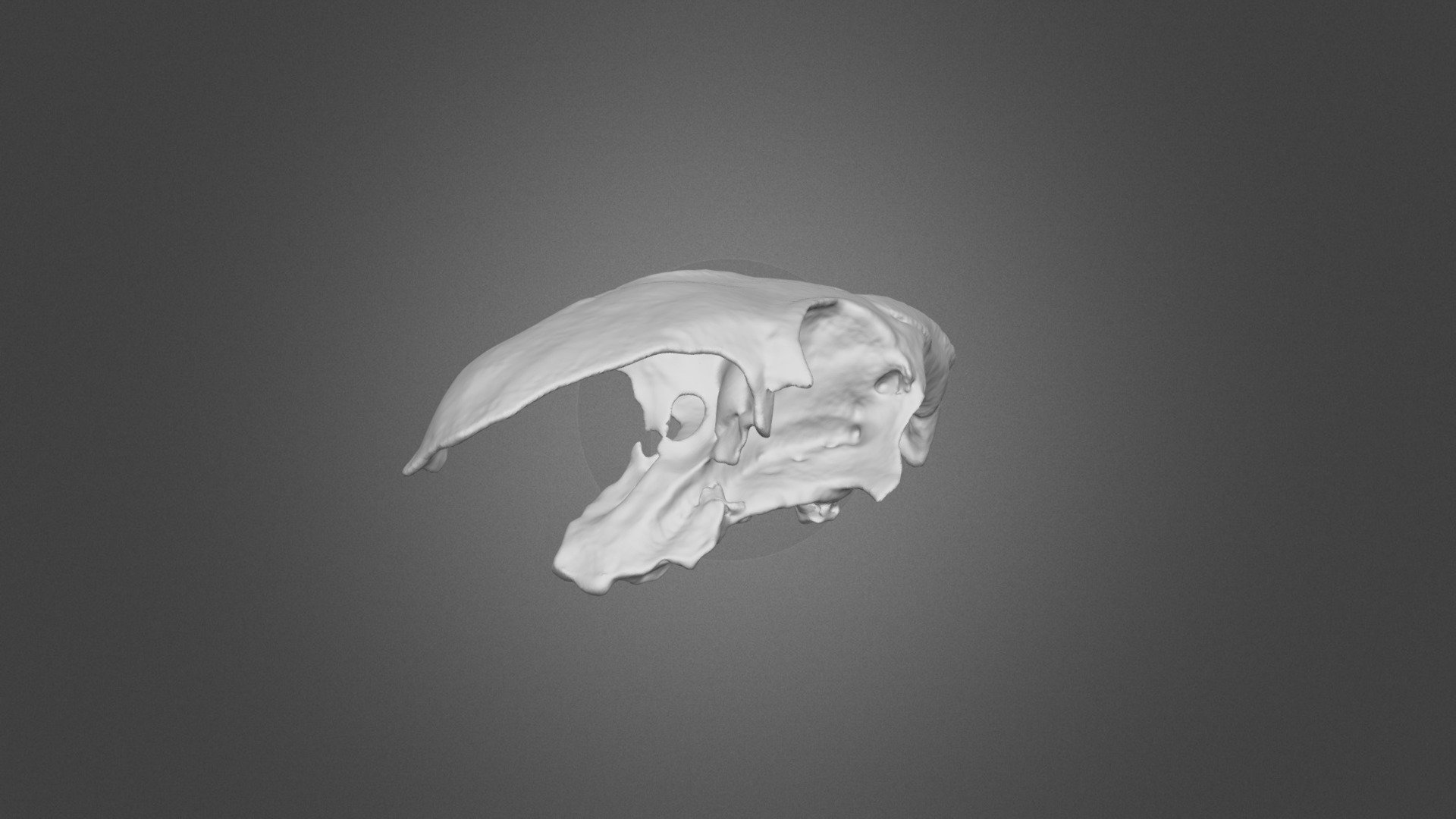 Mouse skull（generated by Revopoint POP 2） - 3D model by Revopoint 3D ...