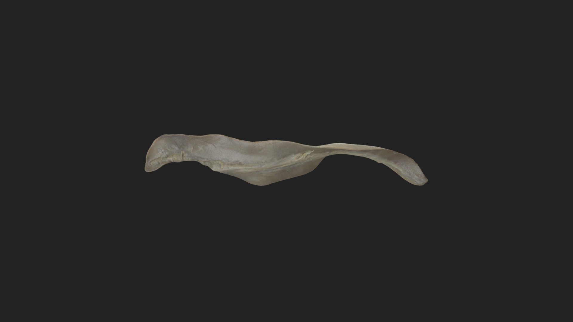 spleen dog - 3D model by vetanatMunich [da0130a] - Sketchfab