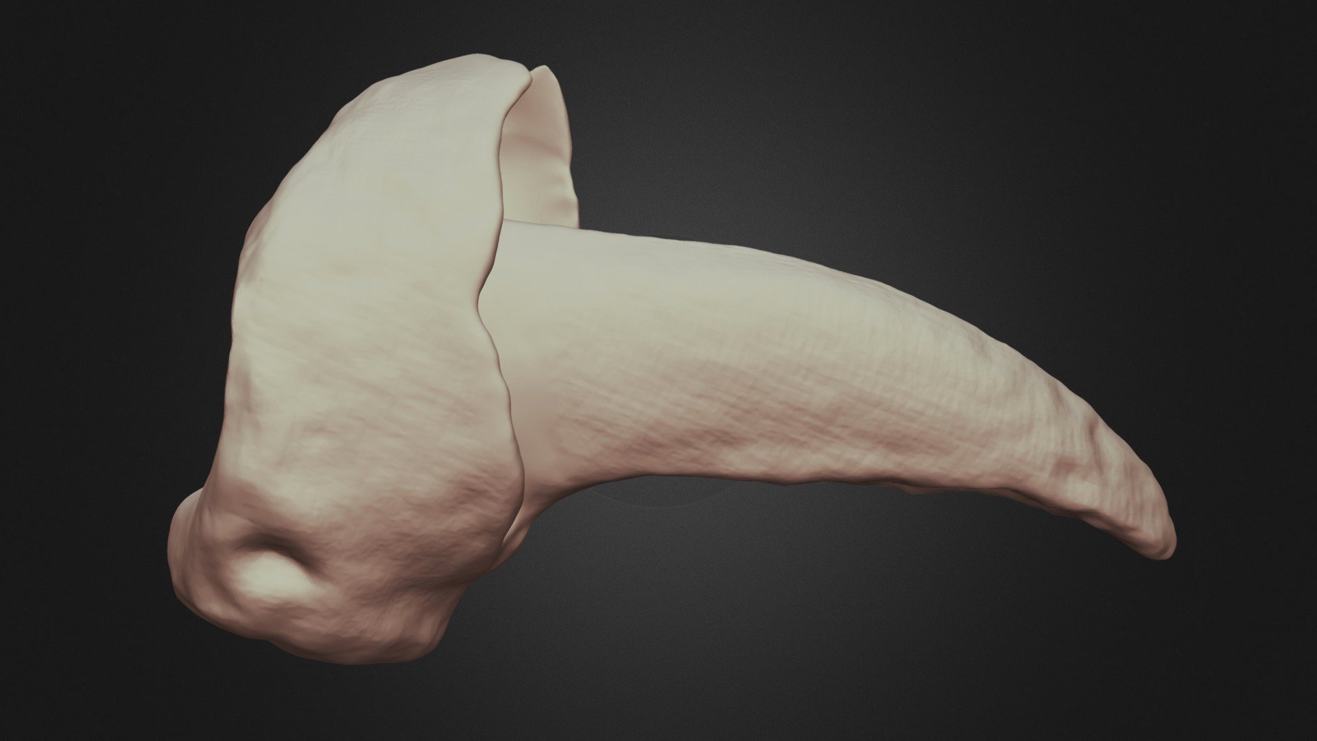 Ursus americanus Left Pinky Distal Phalanx - 3D model by Lakehead ...