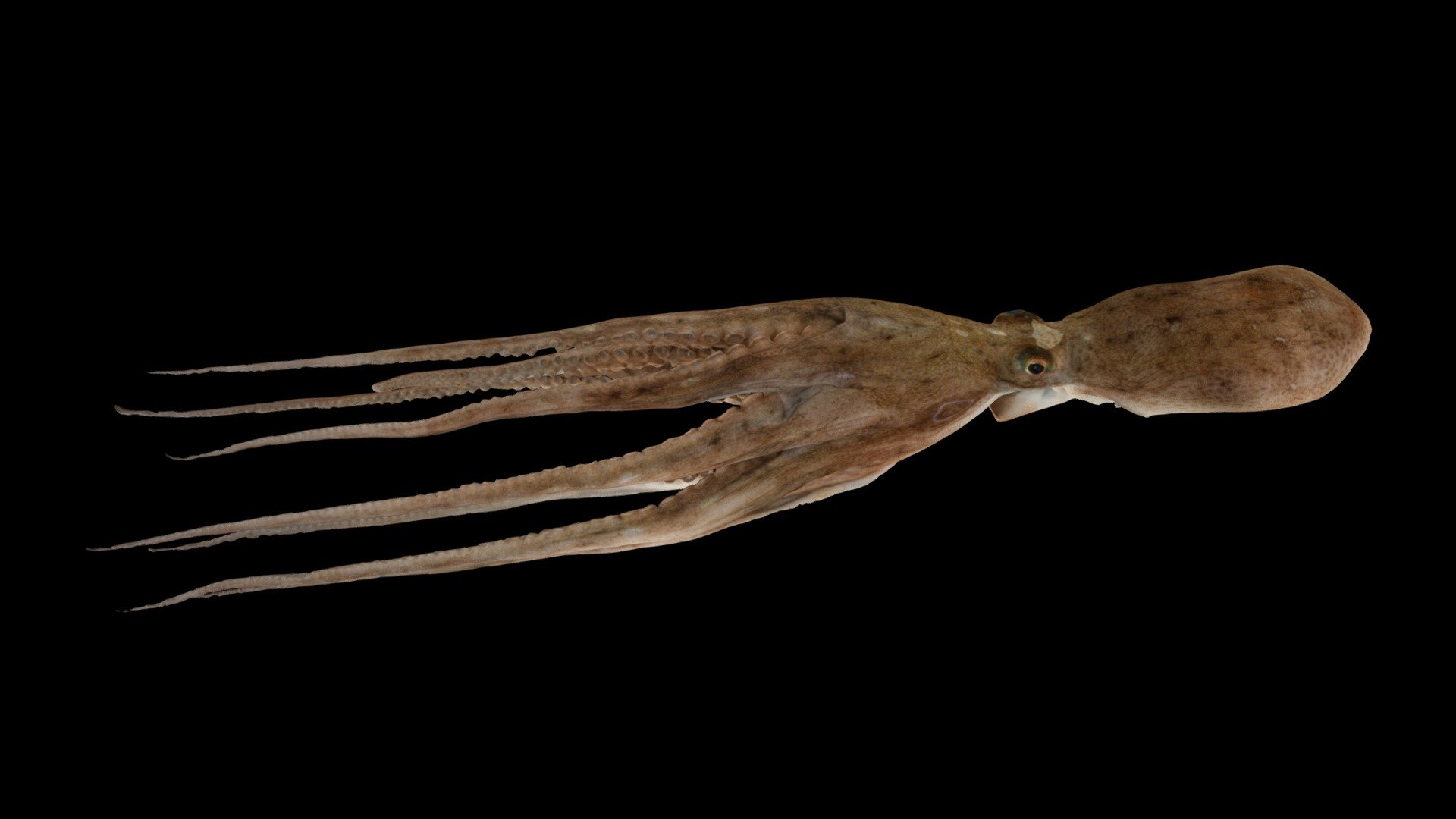 イイダコ Webfoot Octopus, Octopus ocellatus - Download Free 3D model by ...