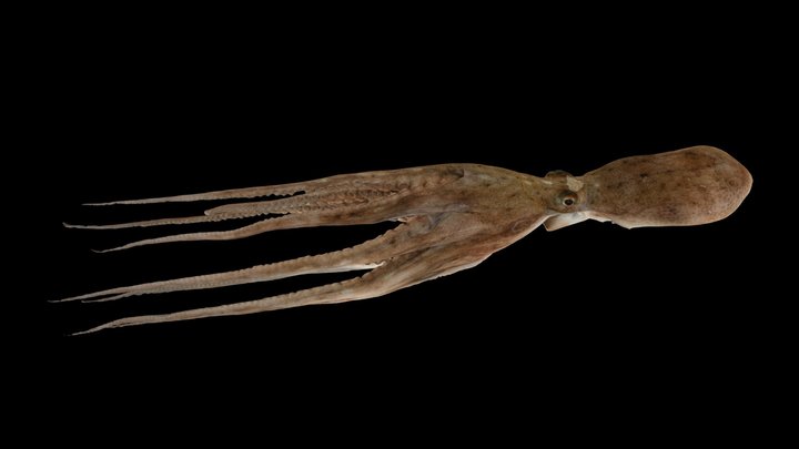 Webfoot 3D models - Sketchfab