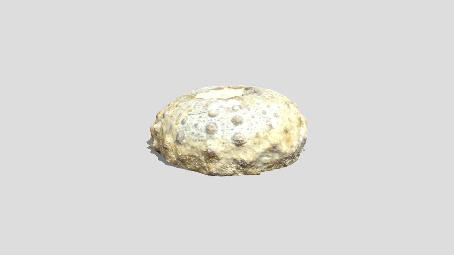 Phymosoma texana_ - 3D model by digimuseum [da15253] - Sketchfab