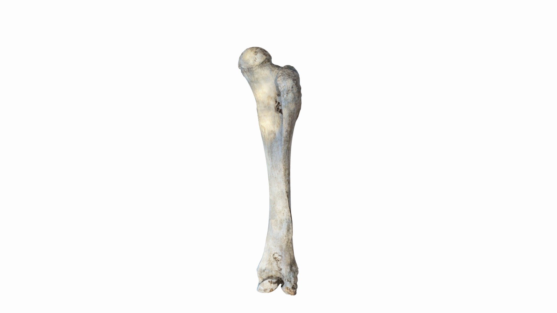 Animals- Elephant Femur bone 3D Scan - Download Free 3D model by ...