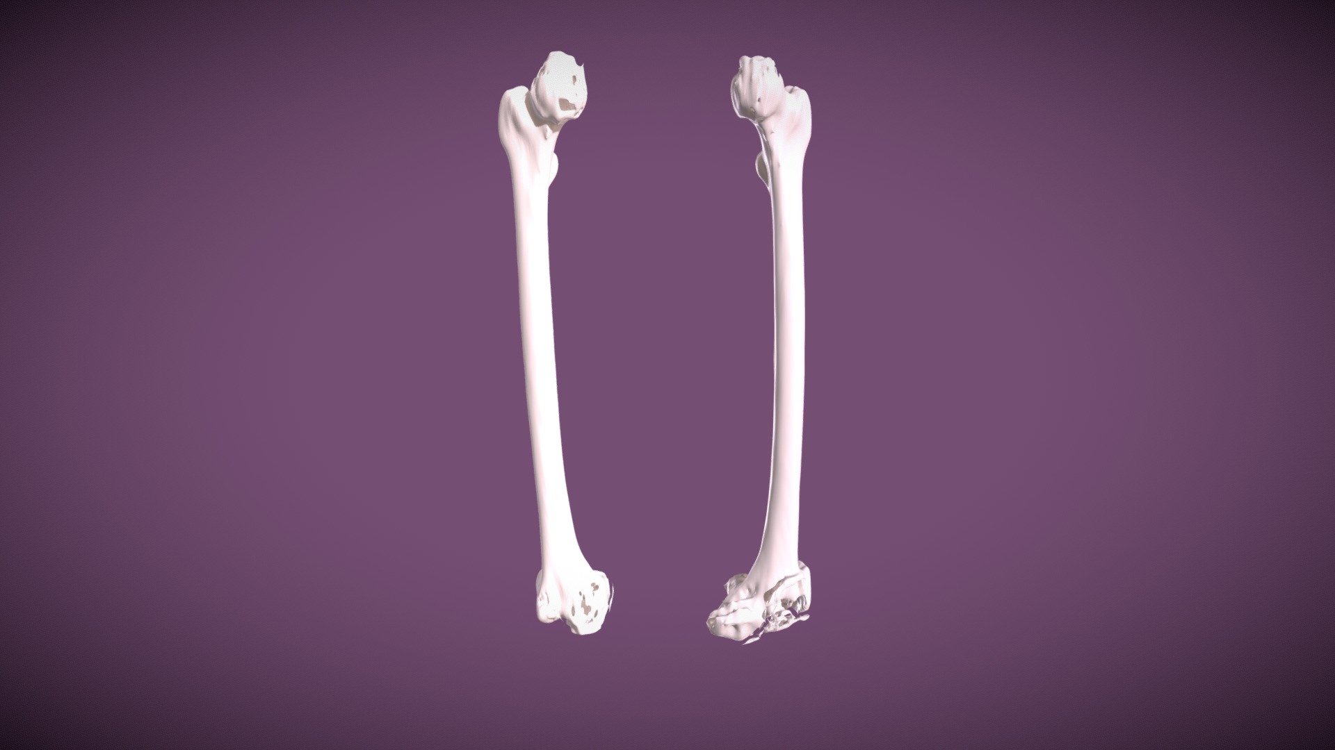Femur Bones - Download Free 3D model by CaitlynnH [da1686e] - Sketchfab