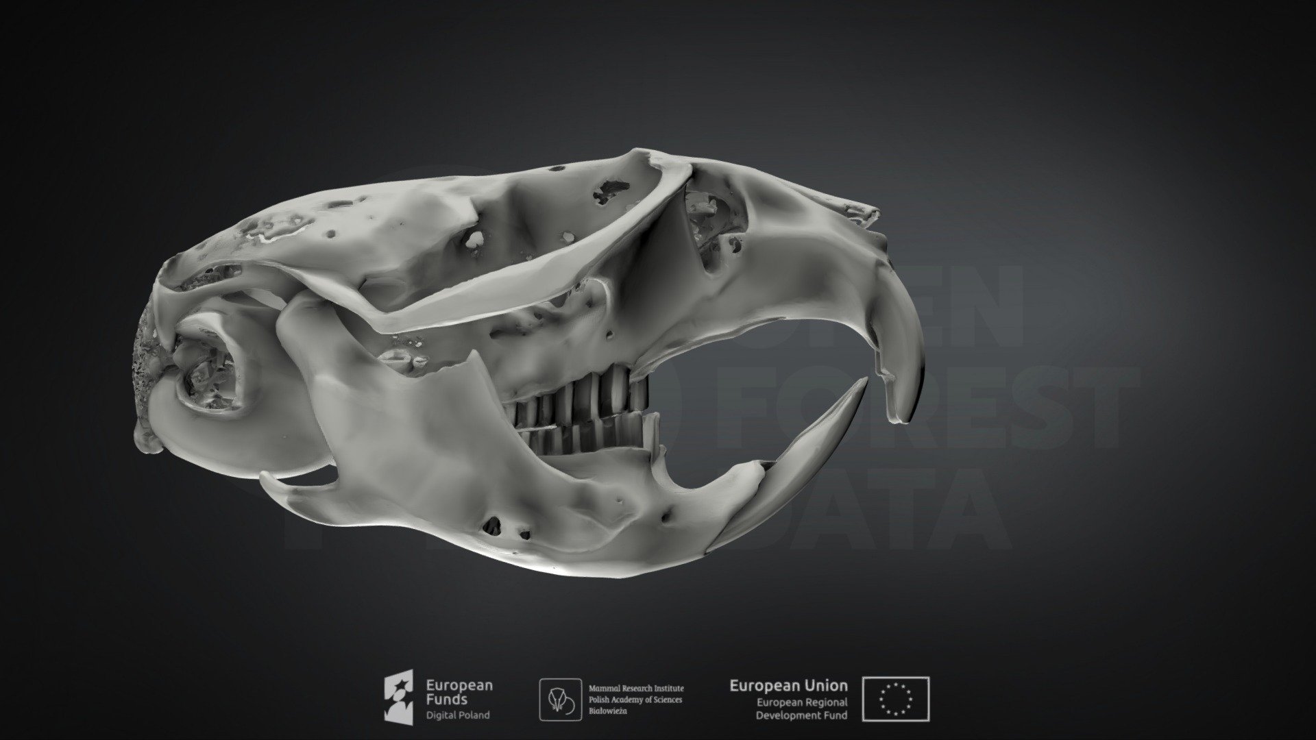 Microtus arvalis (Common vole)(Nornik zwyczajny) - Download Free 3D ...
