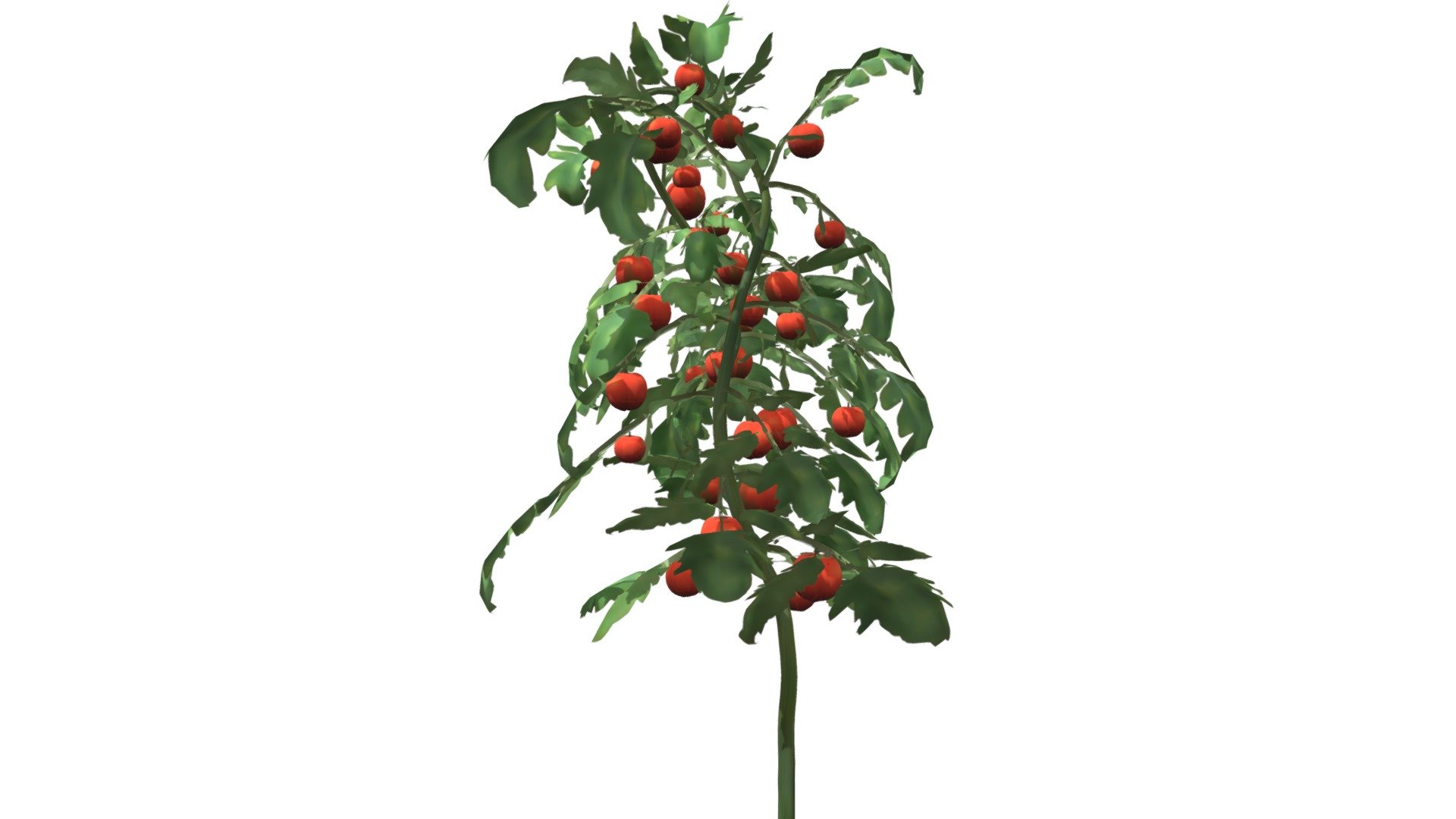 Tomato Plant #07 - Buy Royalty Free 3D model by meshshape [da1878c ...