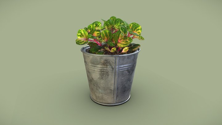 Bloodleaf 3D models - Sketchfab