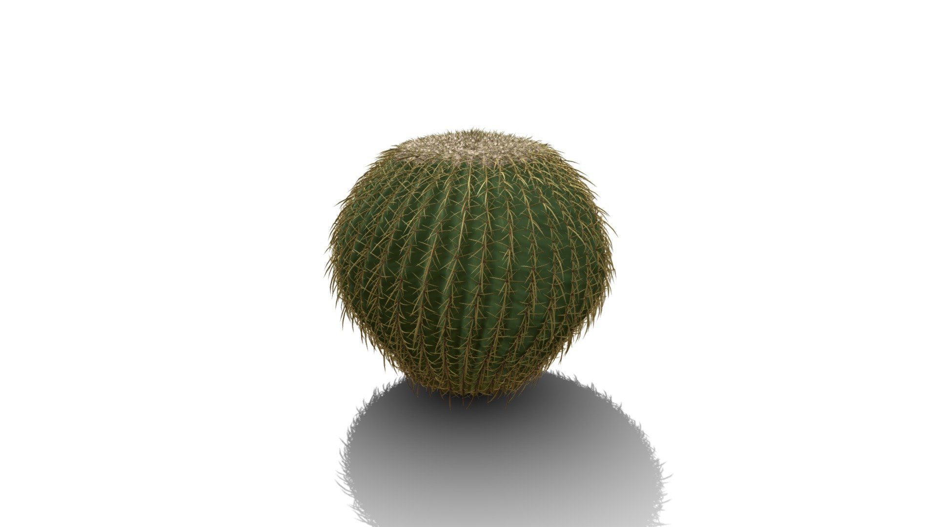 Realistic HD Golden barrel cactus (20/30) - Download Free 3D model by ...