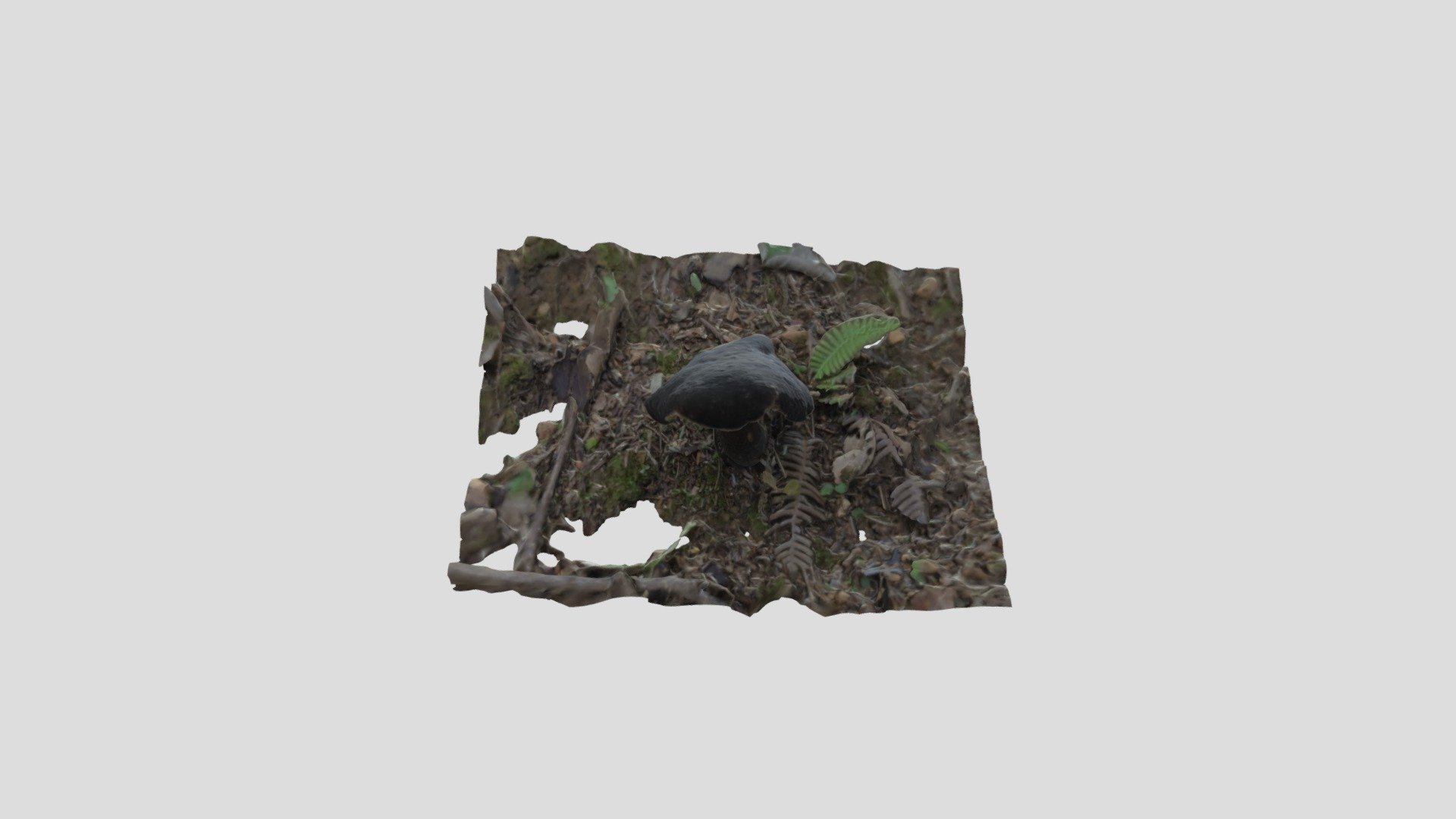 ムラサキヤマドリタケ - 3D model by nagai.takahiro.7e [da24a05] - Sketchfab