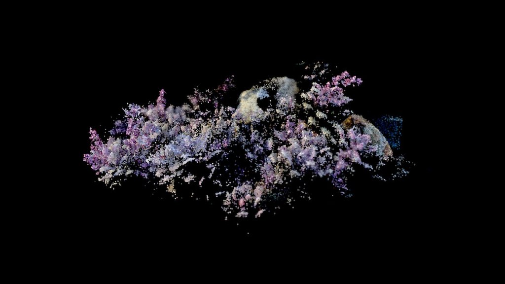 Succulent Small Point Cloud - 3D model by tscheer [da2bbf6] - Sketchfab
