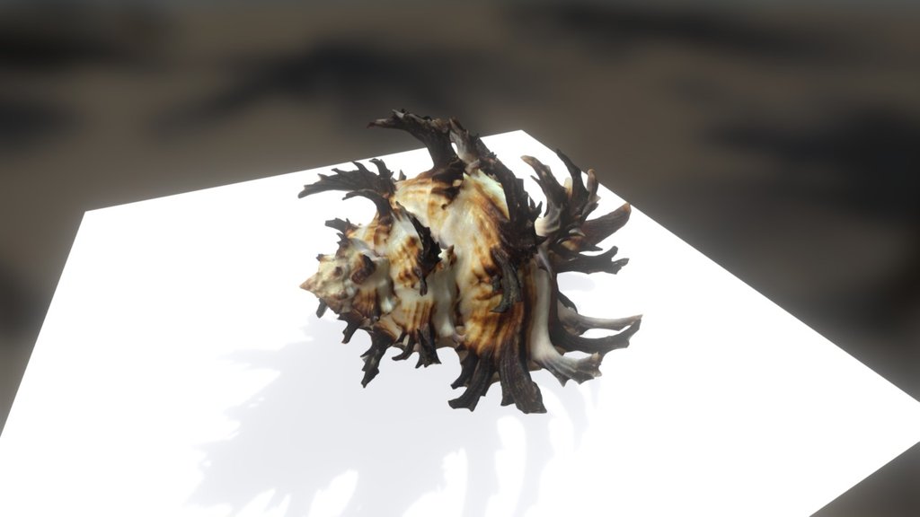 Shell Natural Light - 3D model by Vlad (@engura) [da2f20a] - Sketchfab