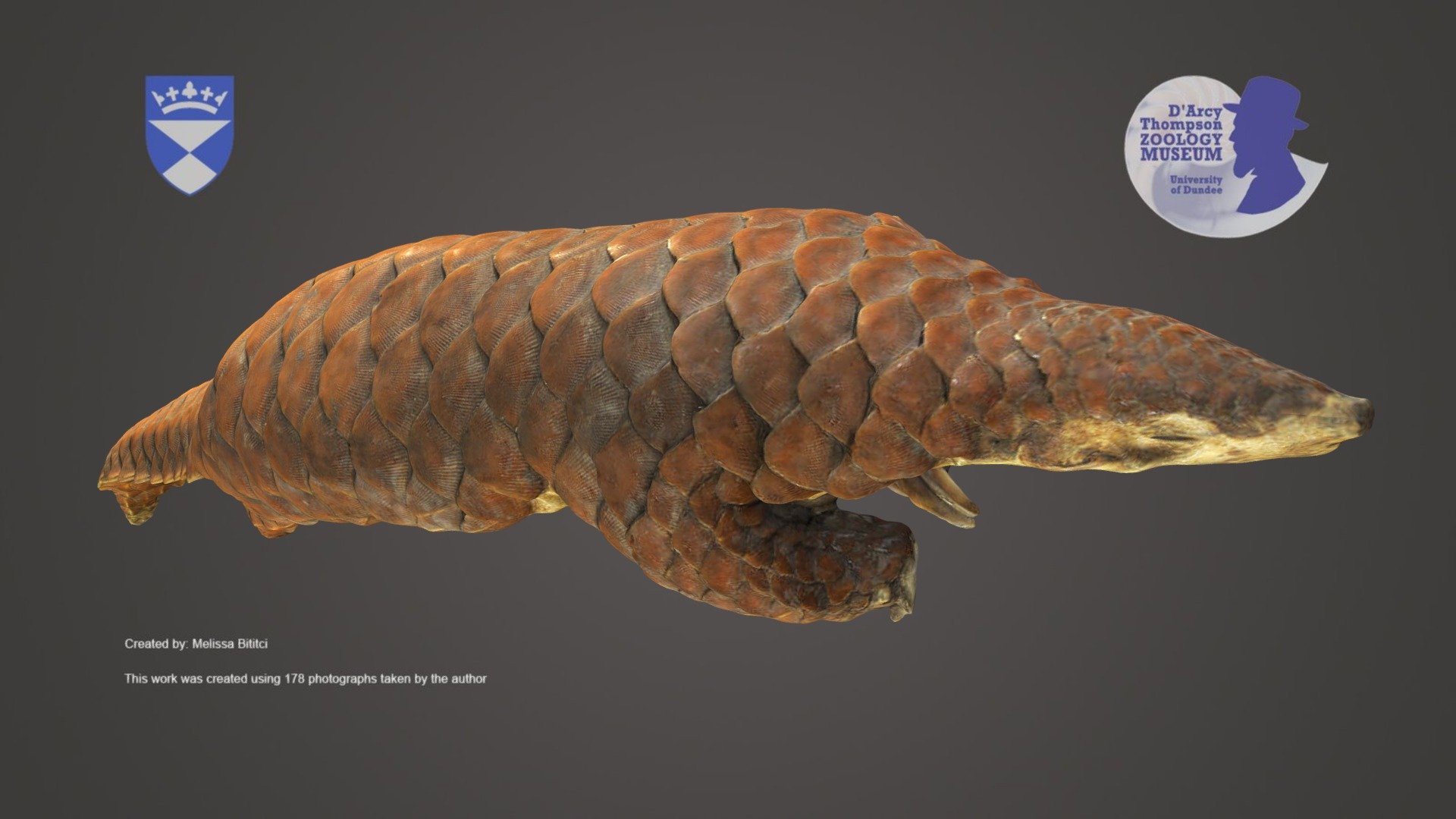 Pangolin - 3D model by University of Dundee Museum Collections (@uod ...