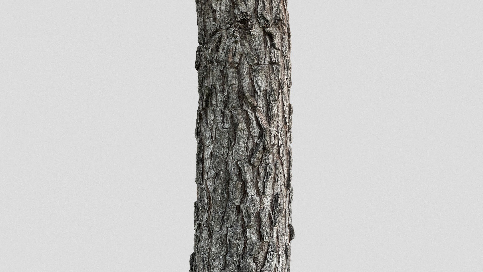 Longleaf Pine Tree Trunk - Buy Royalty Free 3D model by Marc Sawyer ...