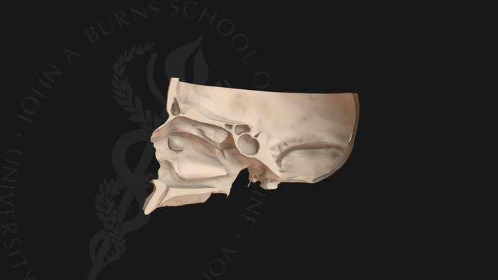 Nasal-cavity 3D models - Sketchfab