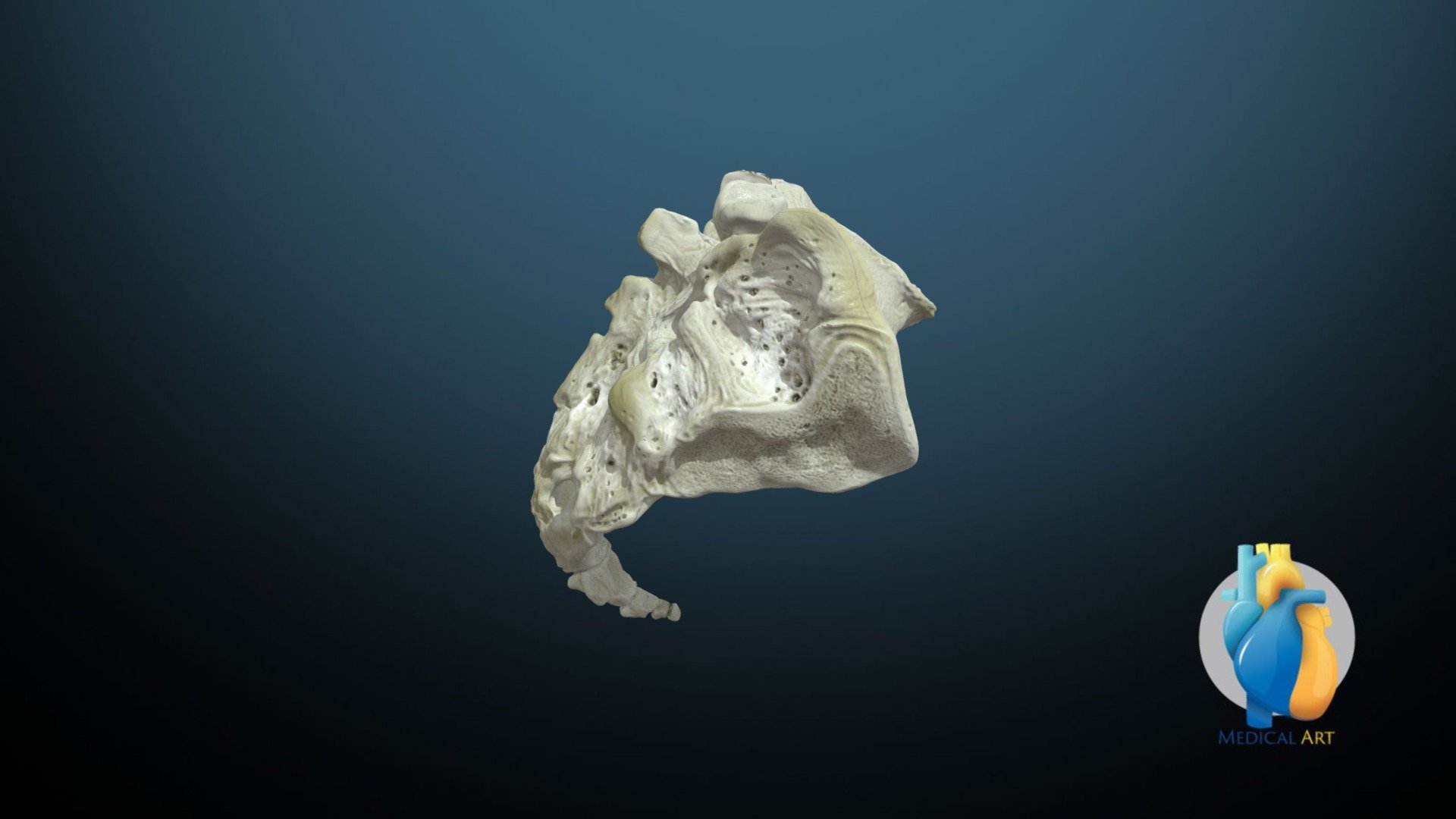 Sacrum - human female - Buy Royalty Free 3D model by Catherine Sulzmann ...